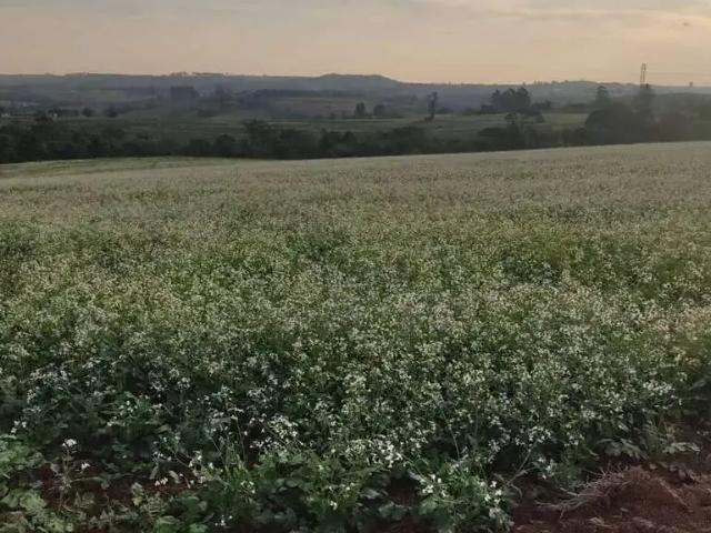 Sítio / Chácara para Venda em Itapetininga/SP Morada do Sol