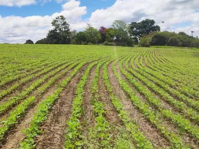 Sítio / Chácara para Venda em Itararé/SP Zona Rural 1 Quartos