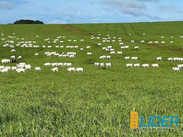 Sítio / Chácara para Venda em Itiquira/MT Zona Rural