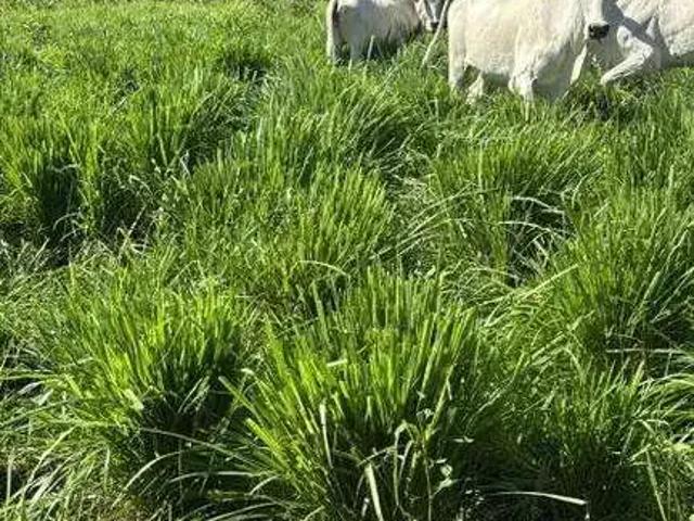 Sítio / Chácara para Venda em João Pinheiro/MG Zona Rural
