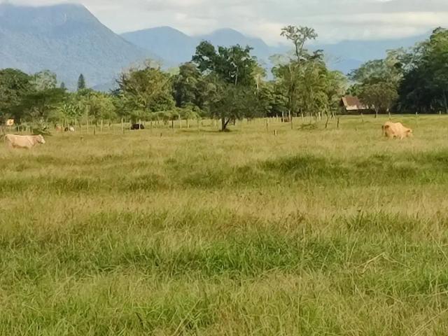 Sítio / Chácara para Venda em Joinville/SC Jardim Paraíso
