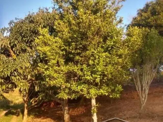 Sítio / Chácara para Venda em Jacareí/SP Pinhal 2 Quartos