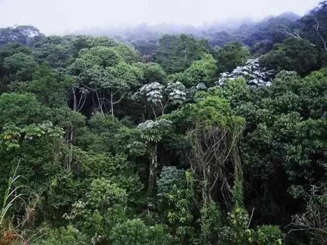 Sítio / Chácara para Venda em Jacupiranga/SP Zona Rural