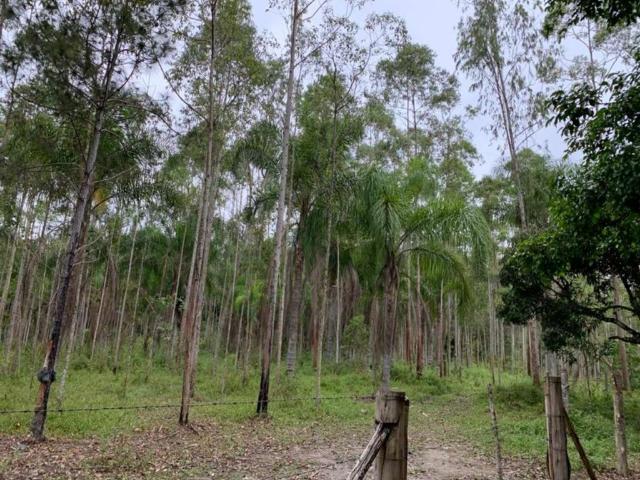 Sítio / Chácara para Venda em Jacupiranga/SP Zona Rural