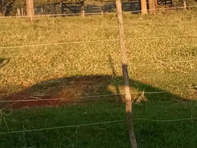 Sítio / Chácara para Venda em Jaraguari/MS Zona Rural 2 Quartos