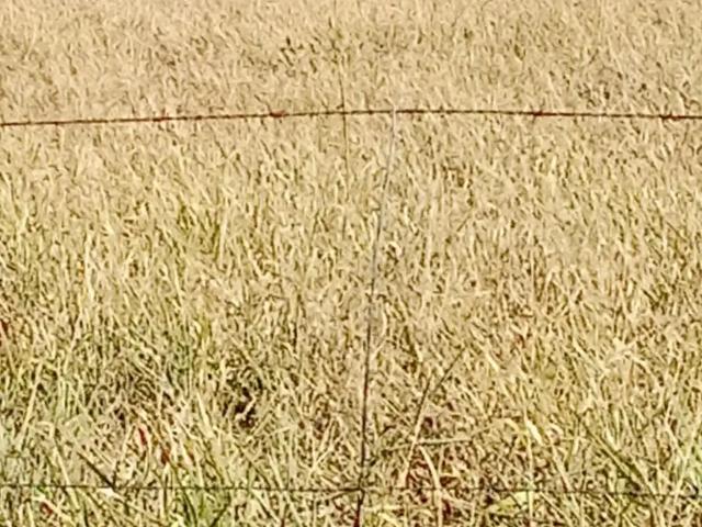 Sítio / Chácara para Venda em Jaraguari/MS Zona Rural 3 Quartos