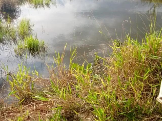 Sítio / Chácara para Venda em Jaraguari/MS Zona Rural 3 Quartos