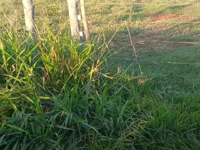 Sítio / Chácara para Venda em Jaraguari/MS Zona Rural 3 Quartos