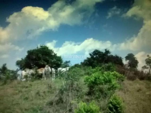 Sítio / Chácara para Venda em Ortigueira/PR Zona Rural