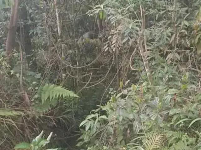 Sítio / Chácara para Venda em Osório/RS Arroio Grande