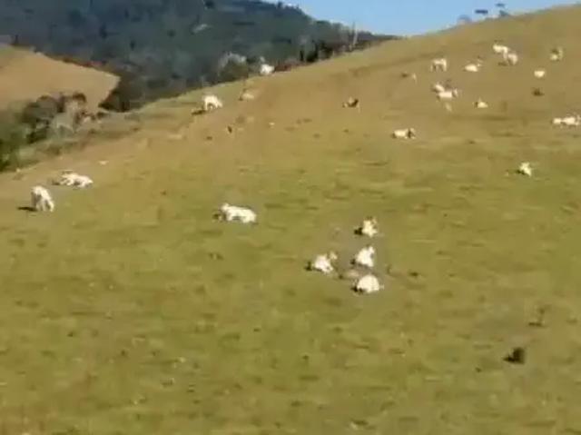 Sítio / Chácara para Venda em Ouro Fino/MG Zona Rural 18 Quartos