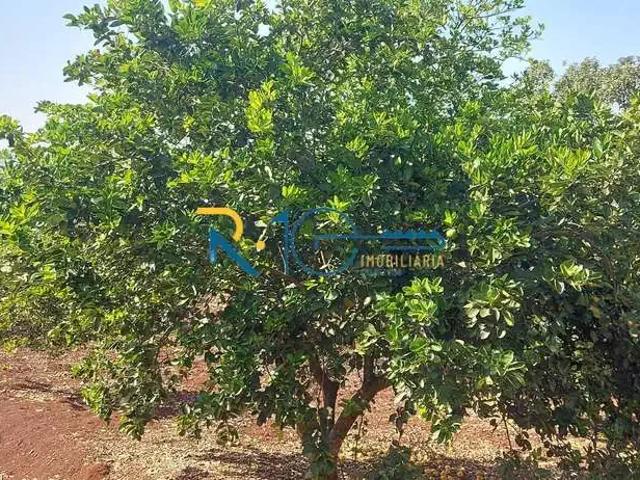 Sítio / Chácara para Venda em Londrina/PR Área Rural de Londrina