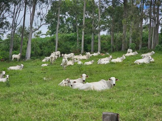 Sítio / Chácara para Venda em Lorena/SP Cruz 3 Quartos