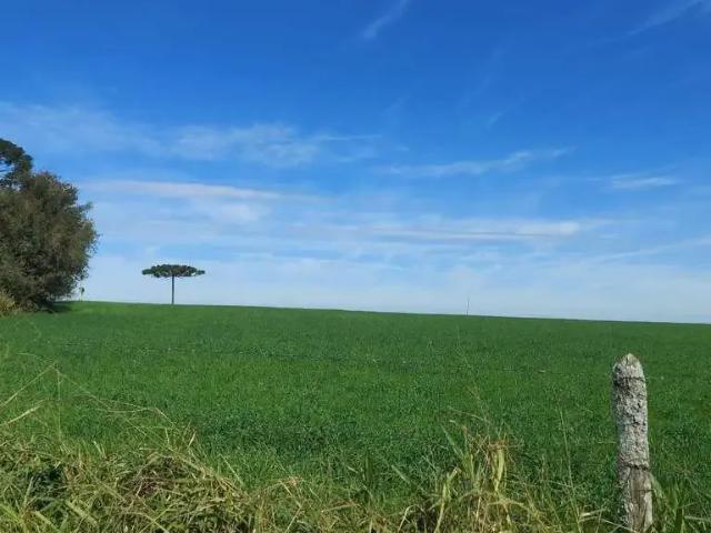 Sítio / Chácara para Venda em Lapa/PR Zona Rural 1 Quartos