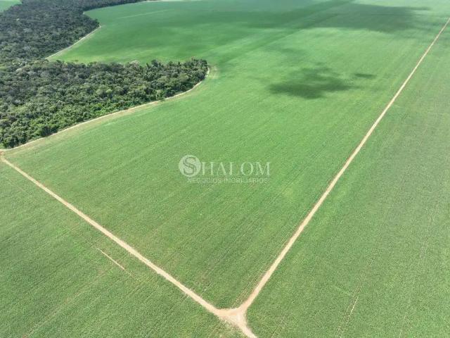 Sítio / Chácara para Venda em Lucas do Rio Verde/MT Centro