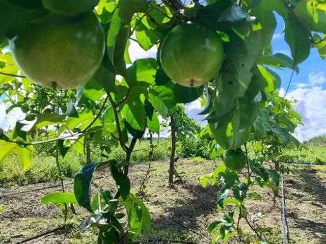 Sítio / Chácara para Venda em Monte Alegre/RN Centro 1 Quartos