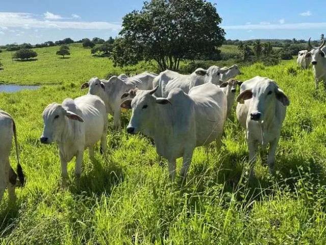 Sítio / Chácara para Venda em Monte Alegre/RN Centro 4 Quartos