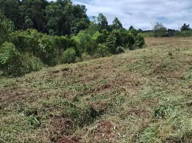 Sítio / Chácara para Venda em Montenegro/RS Zona Rural