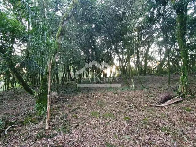 Sítio / Chácara para Venda em Morro Reuter/RS Picada São Paulo 1 Quartos