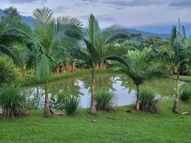 Sítio / Chácara para Venda em Morretes/PR Rio Sagrado 5 Quartos