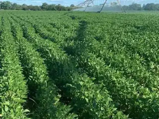 Sítio / Chácara para Venda em Matias Cardoso/MG Zona Rural 4 Quartos