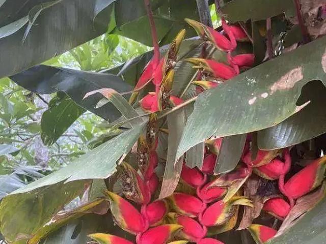 Sítio / Chácara para Venda em Mairiporã/SP Roseira 3 Quartos