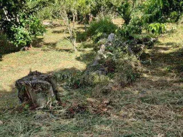 Sítio / Chácara para Venda em Mairiporã/SP Terra Preta 1 Quartos