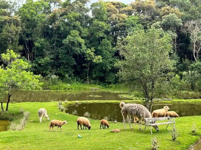 Sítio / Chácara para Venda em Mandirituba/PR Areia Branca dos Assis