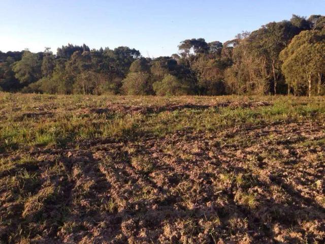 Sítio / Chácara para Venda em Mandirituba/PR Zona Rural
