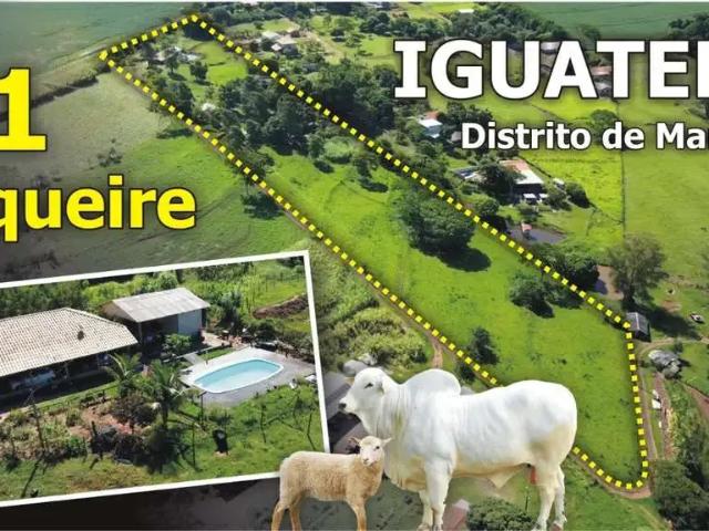 Sítio / Chácara para Venda em Maringá/PR Distrito de Iguatemi Iguatemi