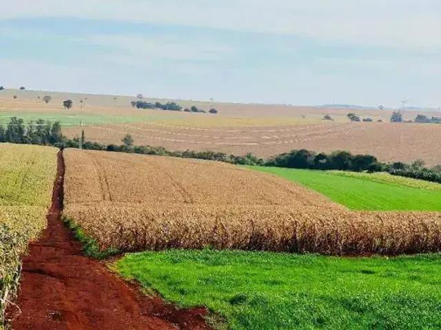 Sítio / Chácara para Venda em Maringá/PR Parque Industrial I