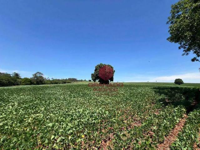Sítio / Chácara para Venda em Maringá/PR Zona Rural