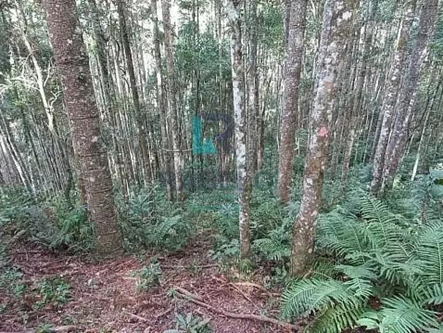 Sítio / Chácara para Venda em Marmelópolis/MG Centro