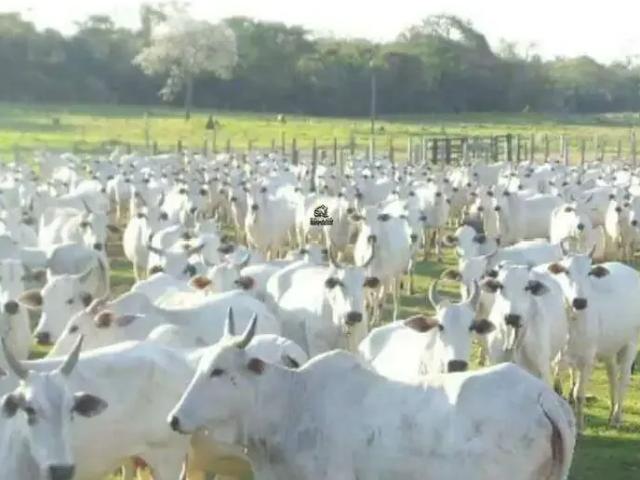 Sítio / Chácara para Venda em Miranda/MS Zona Rural 3 Quartos