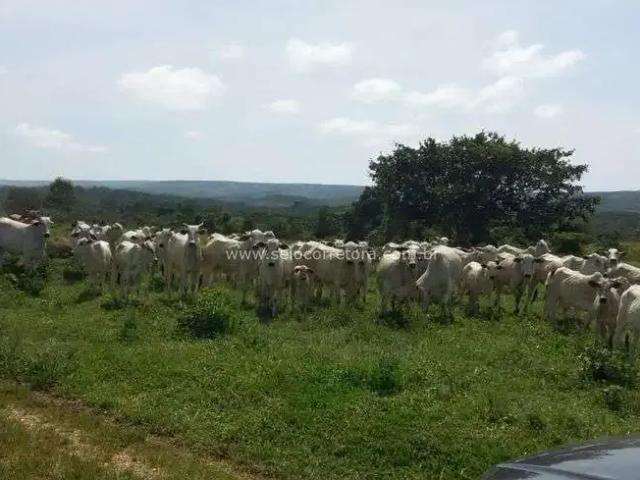 Sítio / Chácara para Venda em Nova Brasilândia/MT Centro 1 Quartos