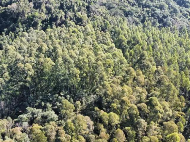 Sítio / Chácara para Venda em Nova Petrópolis, Arroio Paixão