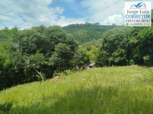 Sítio / Chácara para Venda em Nova Petrópolis/RS Linha Olinda