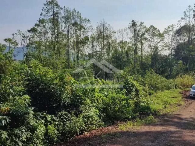 Sítio / Chácara para Venda em Nova Petrópolis/RS Linha Pirajá Alta 1 Quartos