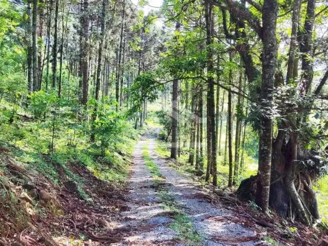 Sítio / Chácara para Venda em Nova Petrópolis/RS Santa Inês 1 Quartos
