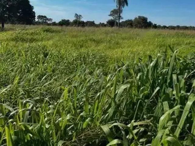 Sítio / Chácara para Venda em Nossa Senhora do Livramento/MT Zona Rural 2 Quartos