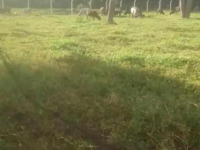 Sítio / Chácara para Venda em São Carlos/SP Aporá de São Fernando 2 Quartos