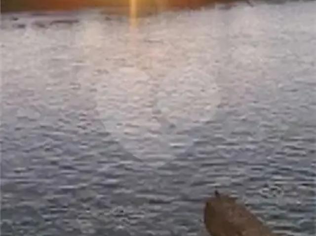 Sítio / Chácara para Venda em São Carlos/SP Vila Lutfalla