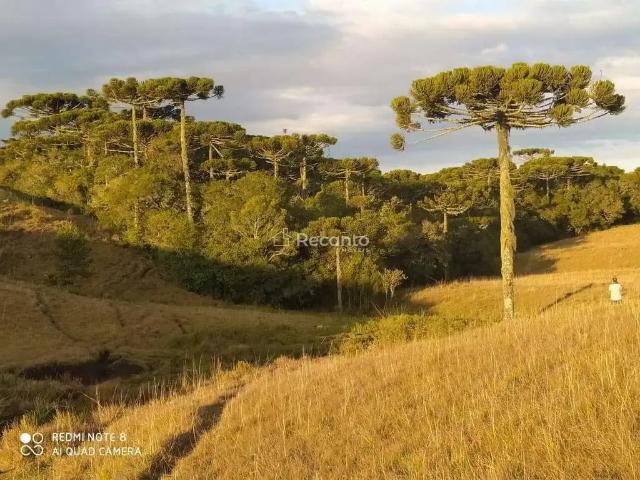 Sítio / Chácara para Venda em São Francisco de Paula/RS Britadeira