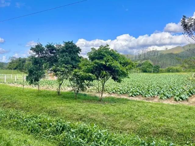 Sítio / Chácara para Venda em São João Batista/SC Colônia