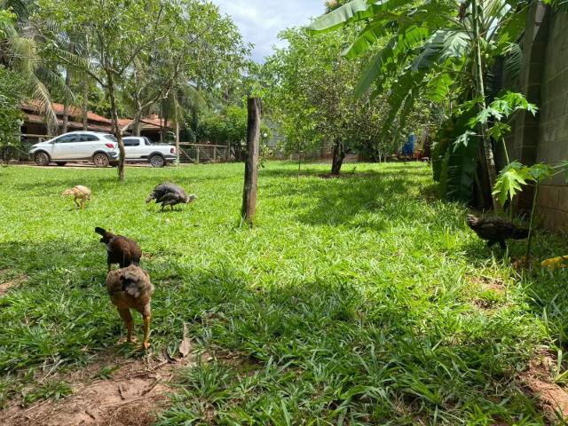 Sítio / Chácara para Venda em São José do Rio Preto/SP Estância Ivone Zona Rural 4 Quartos