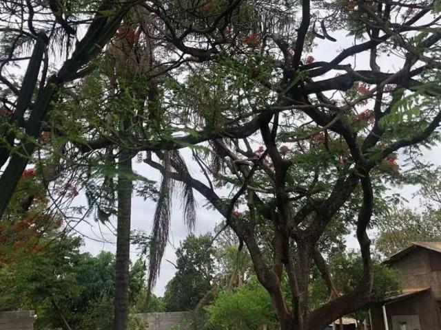 Sítio / Chácara para Venda em São José do Rio Preto/SP Estância Santa Maria Zona Rural 1 Quartos