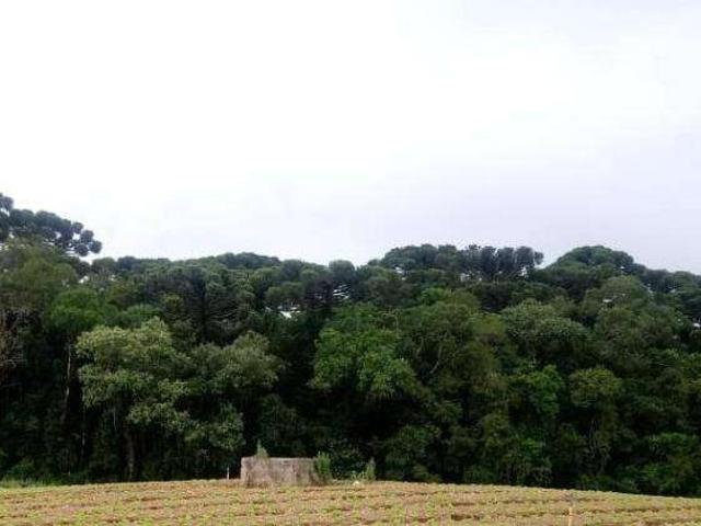 Sítio / Chácara para Venda em São José dos Pinhais/PR Campina do Taquaral 1 Quartos