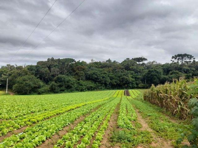 Sítio / Chácara para Venda em São José dos Pinhais/PR Campina do Taquaral 3 Quartos