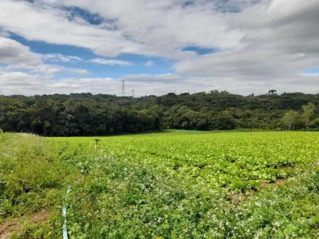 Sítio / Chácara para Venda em São José dos Pinhais/PR Campina do Taquaral