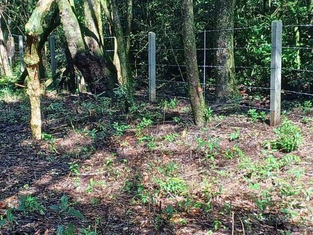 Sítio / Chácara para Venda em São José dos Pinhais/PR Campo Largo da Roseira 1 Quartos
